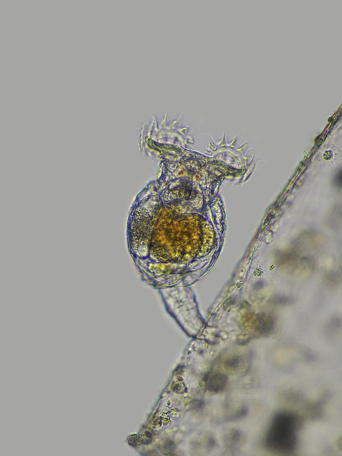 Rotifer Philodina Sp., Lm Photograph by Rubén Duro Perez - Fine Art America