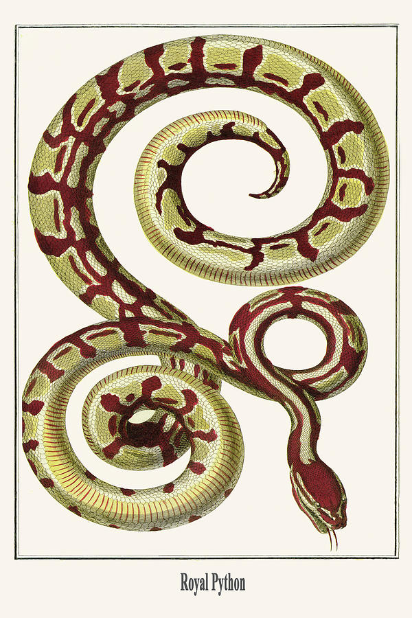Royal Python Painting by Albertus Seba - Fine Art America