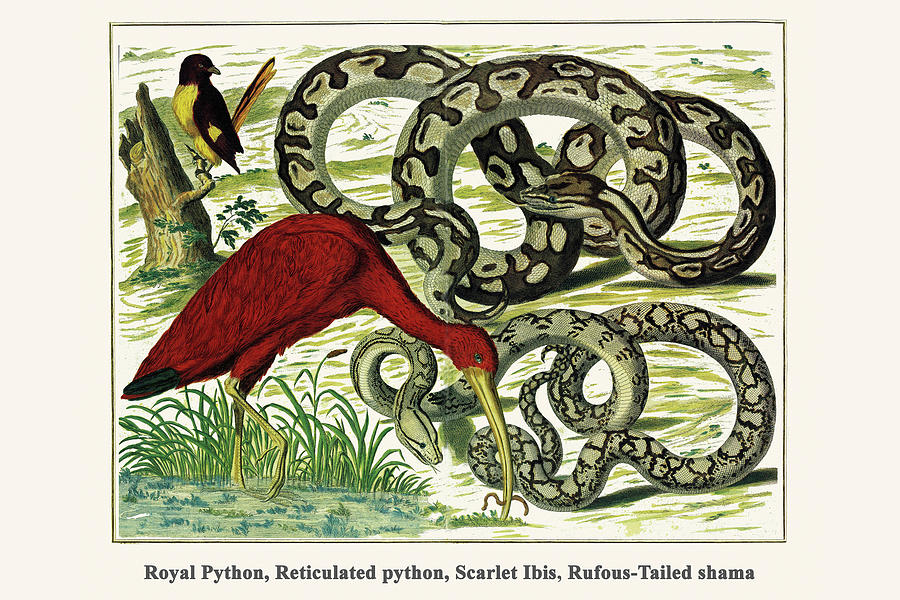 Royal Python, Reticulated python, Scarlet Ibis, Rufous-Tailed shama ...