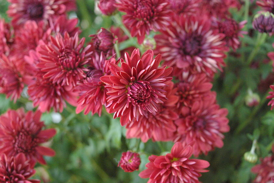 Ruby Red Photograph by Brett Rose - Fine Art America