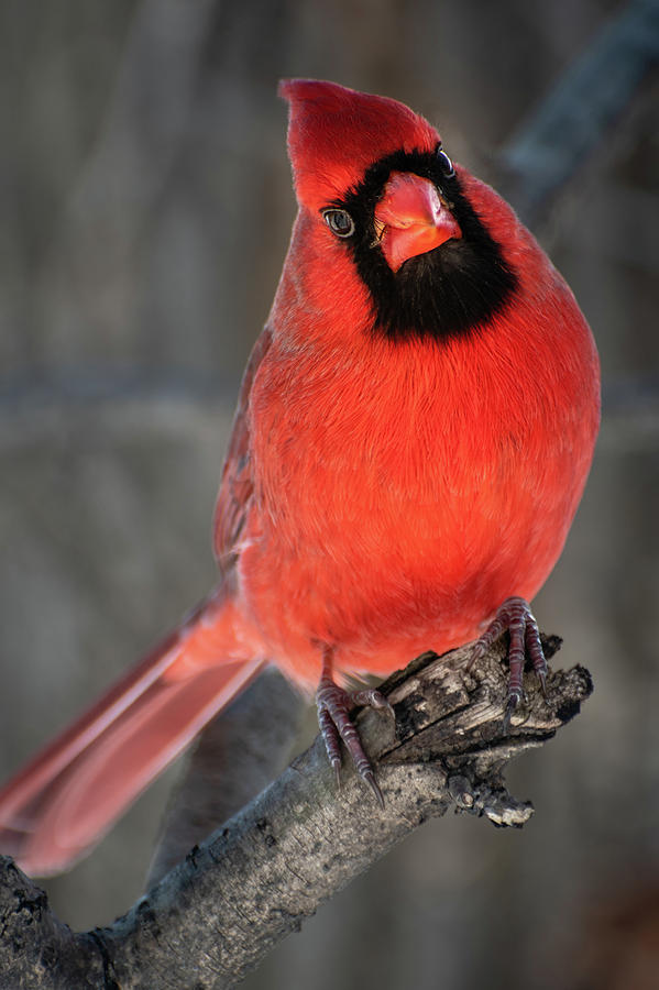 Ruby Red Photograph by Joann Long - Fine Art America