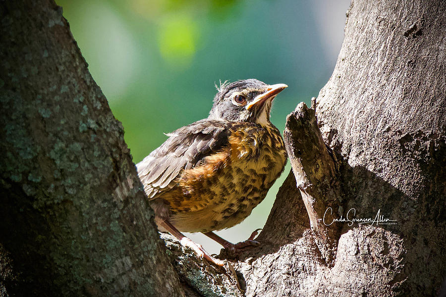 Ruby Robin Photograph by Connie Allen - Fine Art America