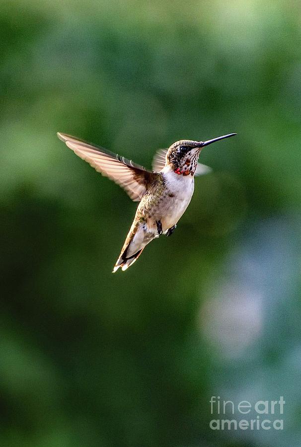 Juvenile Ruby Throated Hummingbird Showing Signs Of His Masculinity Photograph By Cindy Treger