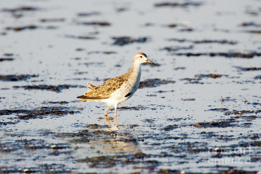 Ruff Photograph by John Devries/science Photo Library | Pixels