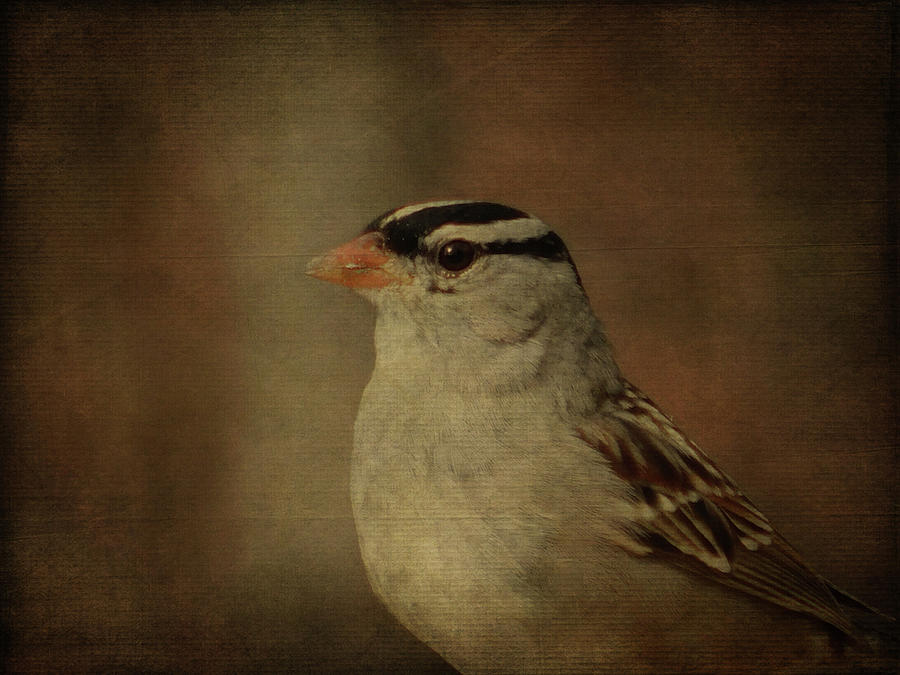 Rustic Sparrow Portrait Photograph by Nathan Yoder | Fine Art America