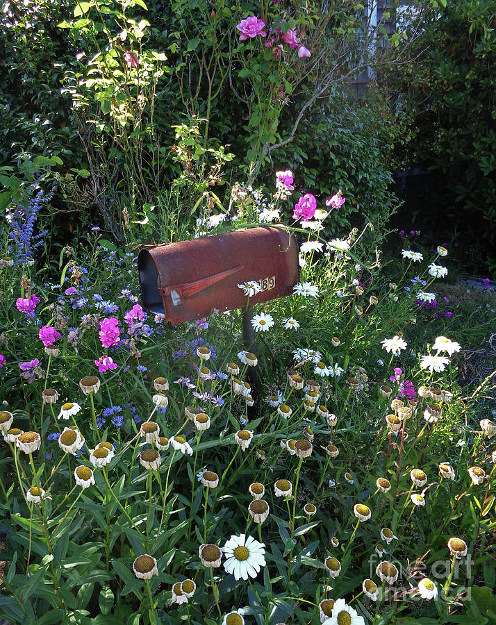 Rusty mailbox Photograph by Jonathan Lingel - Fine Art America