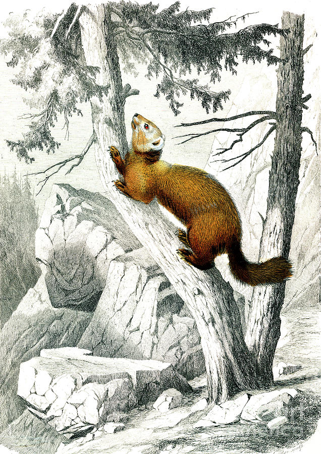 Sable Photograph by Collection Abecasis/science Photo Library | Fine ...