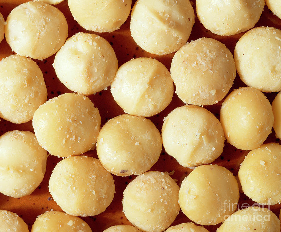 Salted Macadamia Nuts Photograph by Astrid & Hanns-frieder Michler/science Photo Library - Fine ...