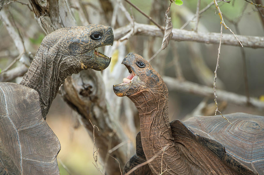 San Cristobal Giant Tortoises, Fighting, Galapagos Photograph by Tui De ...