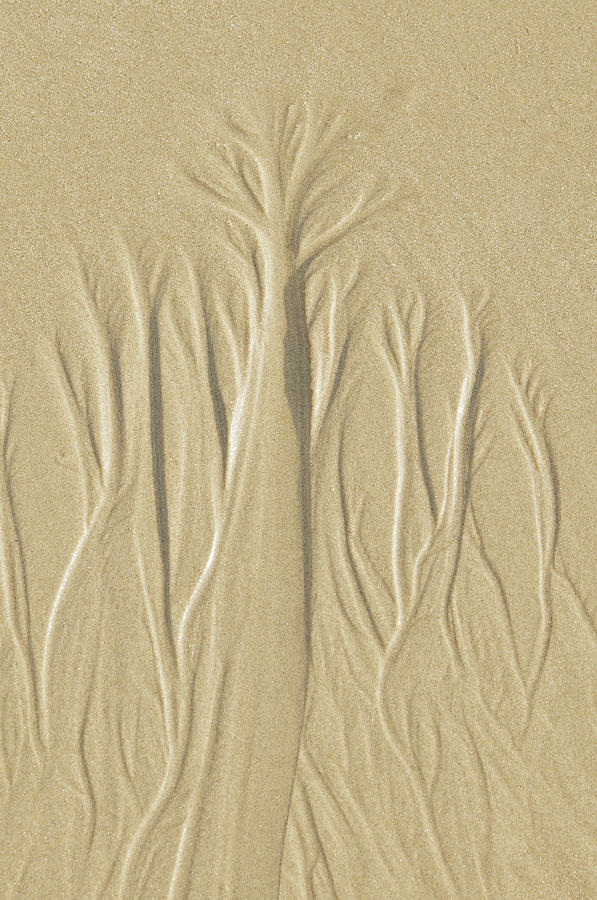 Sand Attern Photograph by Mycreativeadventures - Fine Art America