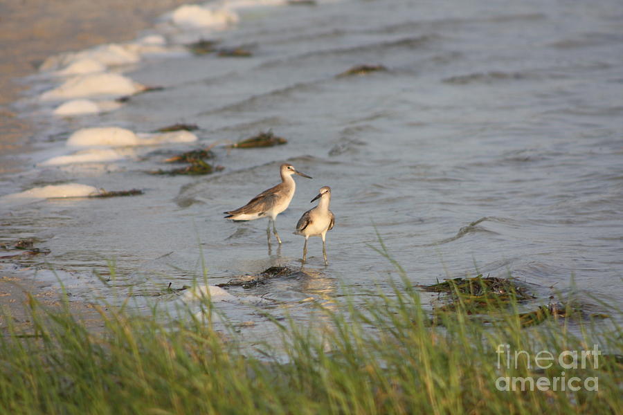 Willets Photograph by Christy Johnson - Fine Art America