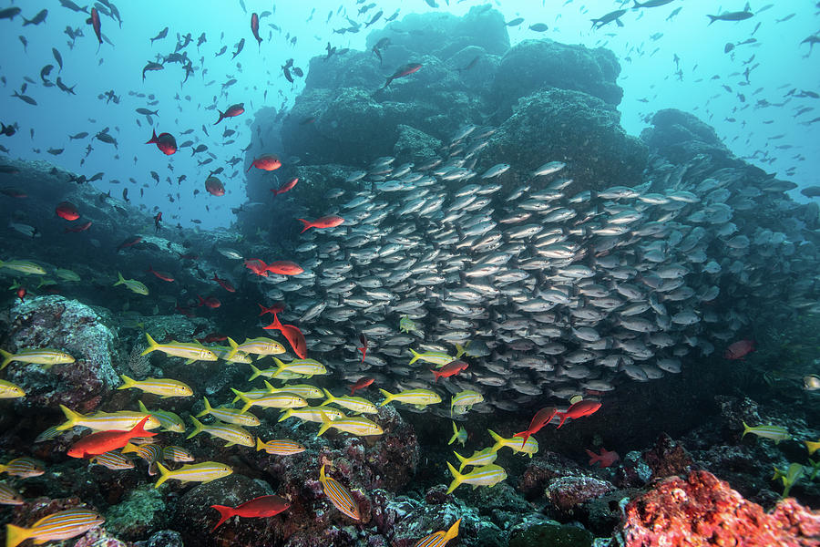 School Of Yellow Snappers, Puntarenas, Costa Rica Digital Art by ...