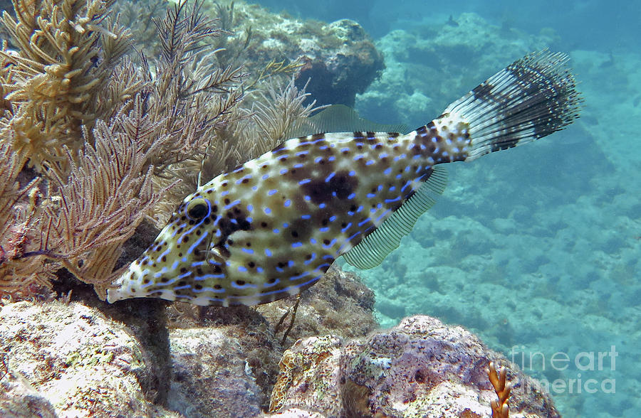 Scrawled Filefish 16 Photograph by Daryl Duda