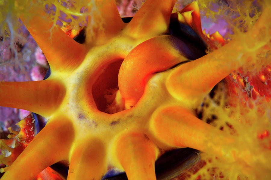 Sea Apple, Eating, Using Arm To Transfer Food, Hong Kong, China ...