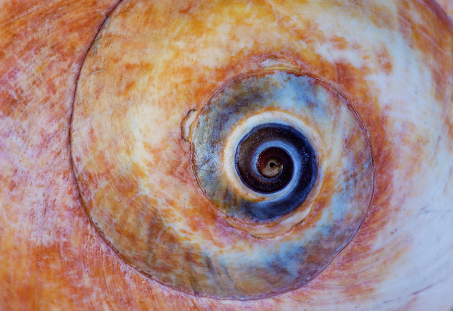 Sea Shell Swirl Photograph by Darrell Gulin - Fine Art America