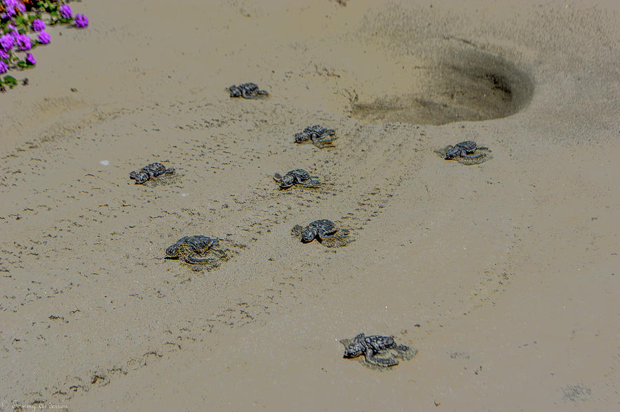 Sea Turtle Migration Photograph by Tommy Anderson