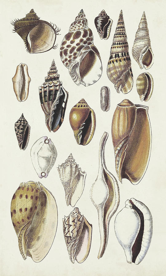 Seashell Array Iv Painting by G.b. Sowerby - Fine Art America