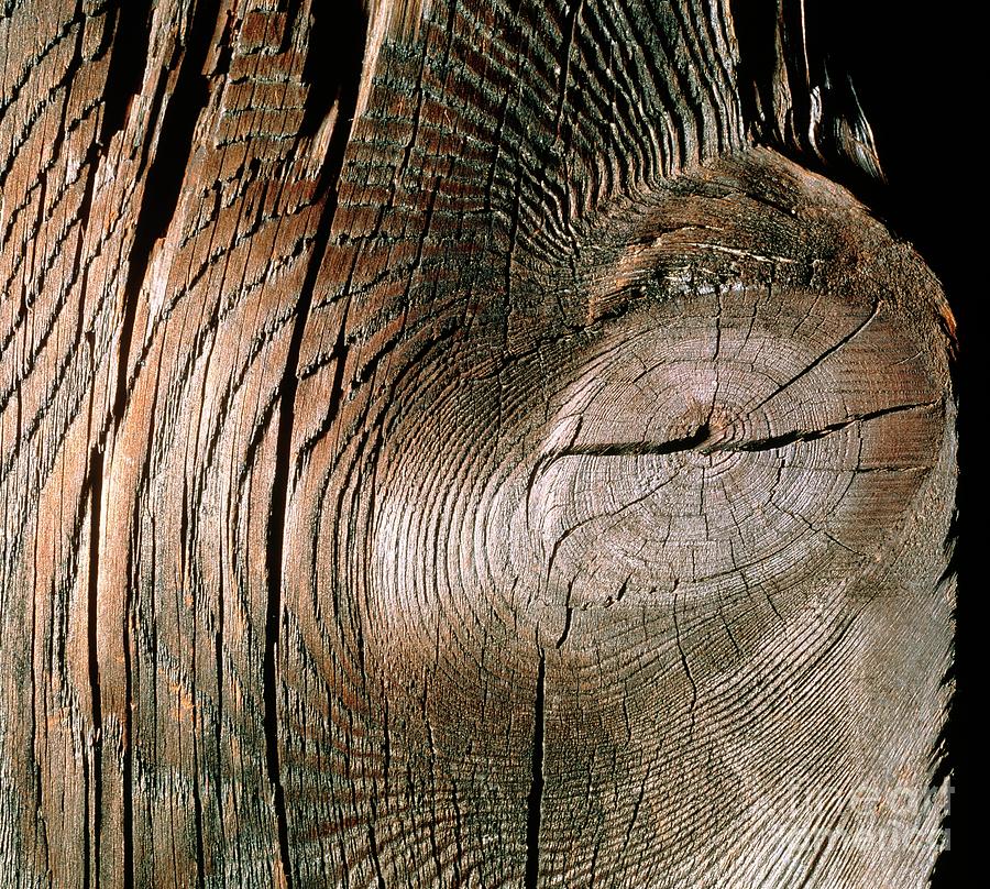 Section Of Pine Wood And Growth Rings Photograph by Astrid & Hanns-frieder Michler/science Photo ...