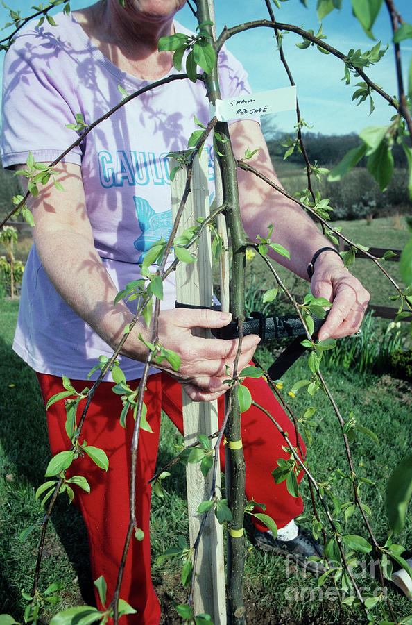Securing Tree Photograph by John Stiles/science Photo Library - Fine ...