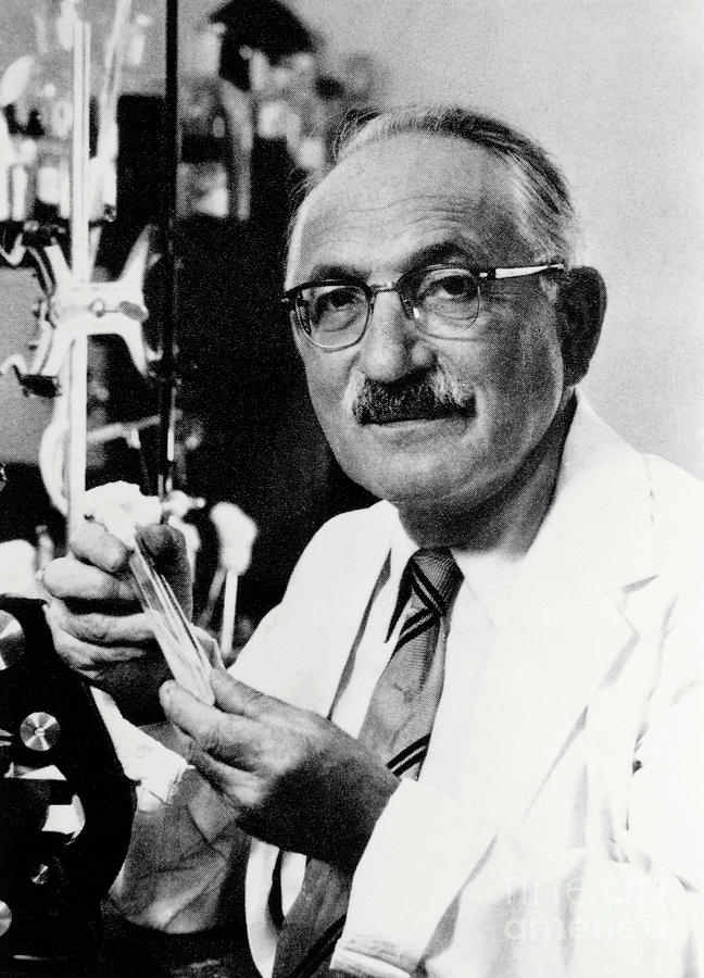 Selman Waksman Photograph by Science Photo Library - Pixels