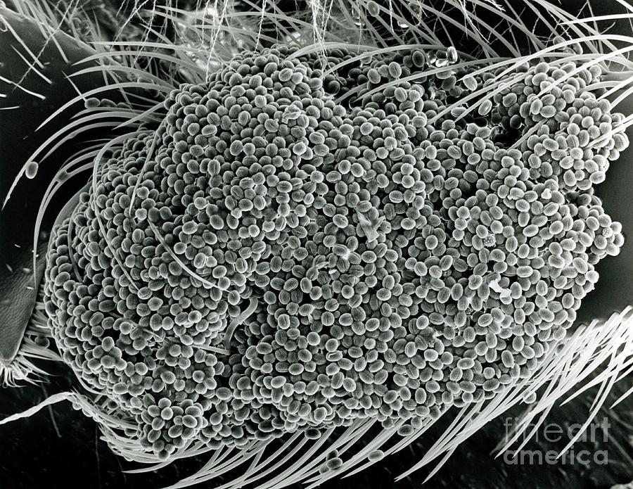 Sem Of Pollen Grains From The Common Oak Flower Photograph by Dr Jeremy ...