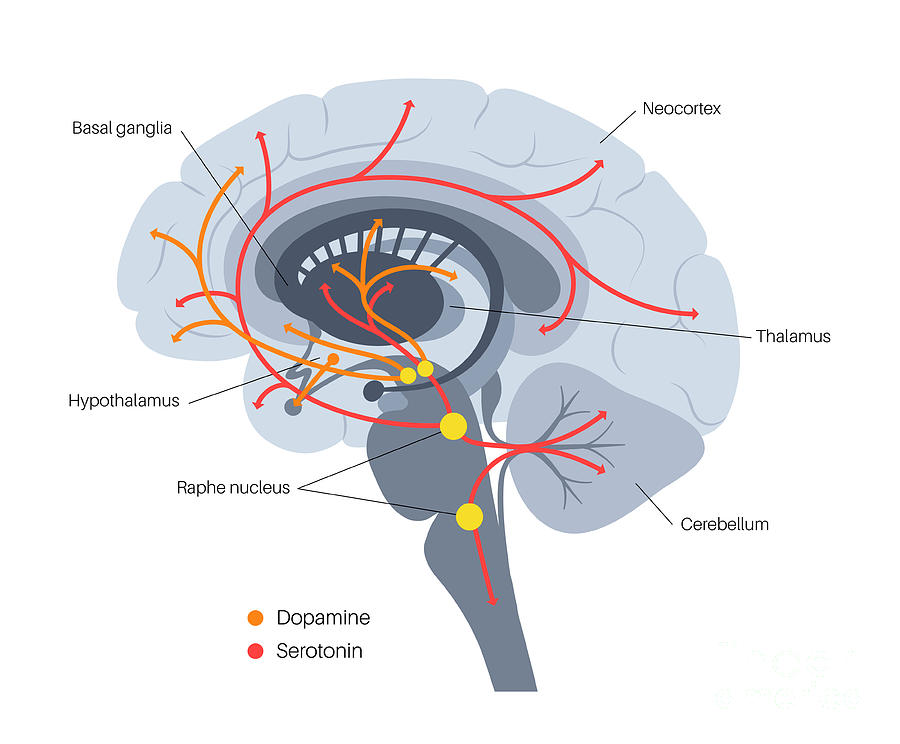 Serotonin And Dopamine Pathway Photograph by Science Photo Library ...