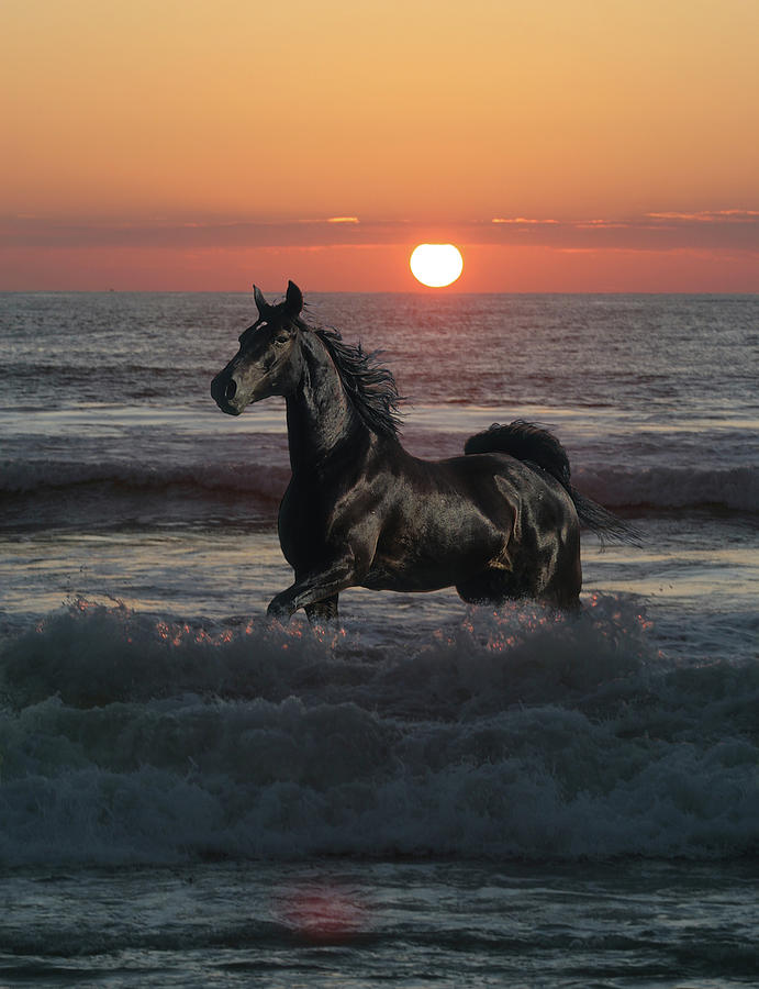 Shadow Walker Photograph by Bob Langrish