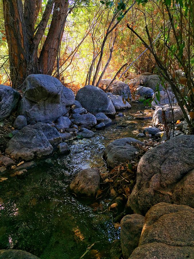 Shady Brook Photograph by Holly Lindquist | Fine Art America