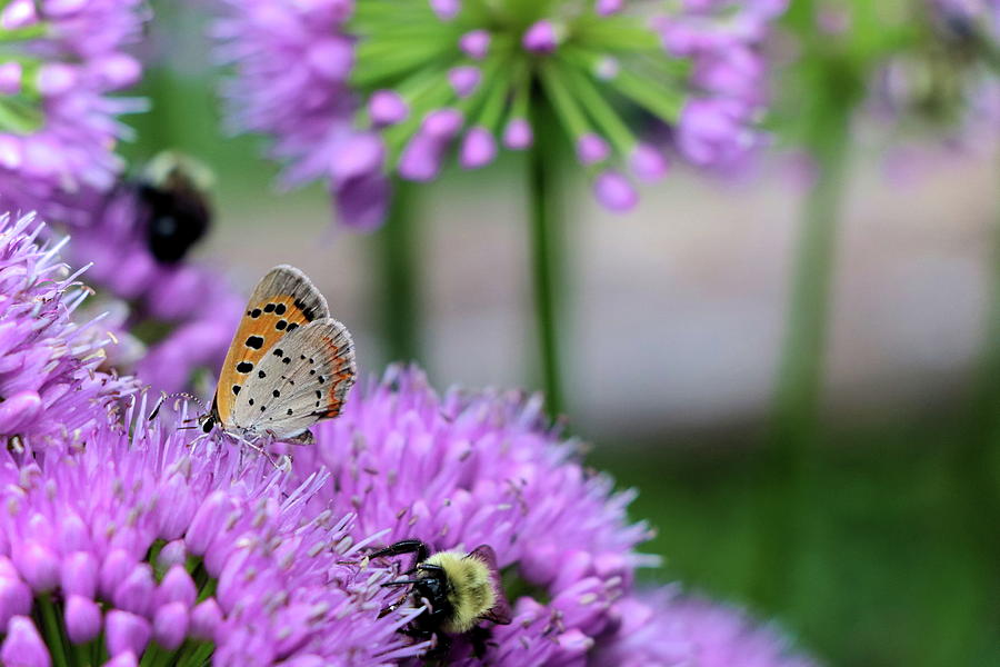 Sharing Photograph by Kris Notaro - Fine Art America