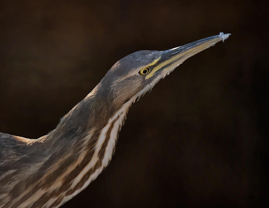 Sharp Photograph by Jon W Wallach - Fine Art America