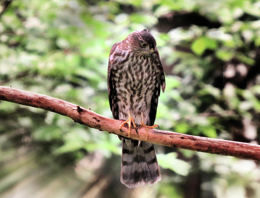 Sharp-shinned Hawk Photograph by Bailey Watson - Pixels