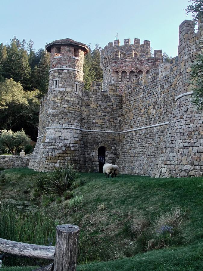 Sheep At The Castle Photograph by Kathy Ozzard Chism