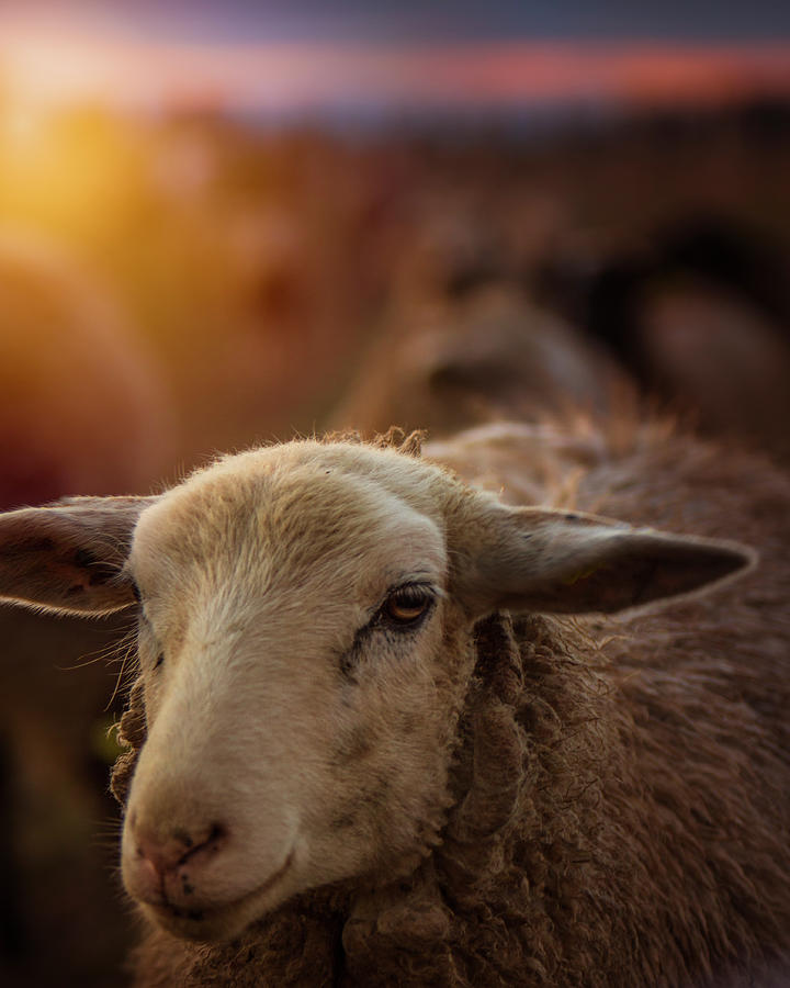 Sheep Photograph by Jay Lapointe | Fine Art America