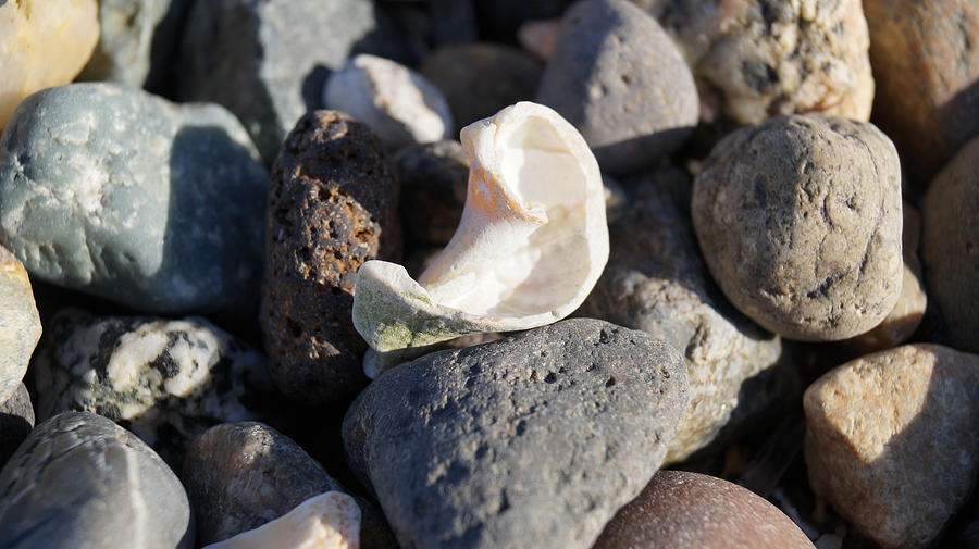 Shell and pebbles Photograph by Michael Currie - Pixels