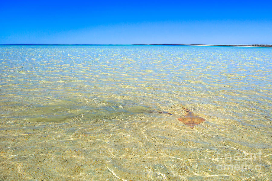 Shell Beach Shark Bay Photograph by Benny Marty - Pixels