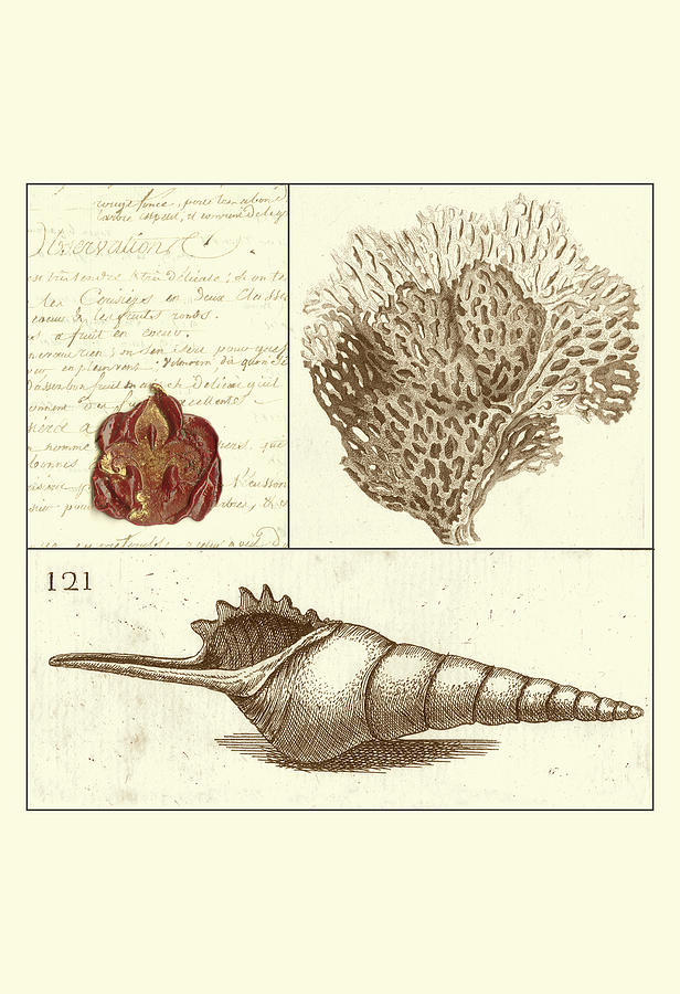 Shell Classification Iv Painting by Vision Studio - Fine Art America