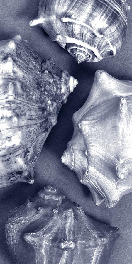 Shell Convergence I Painting by Renée W. Stramel - Fine Art America