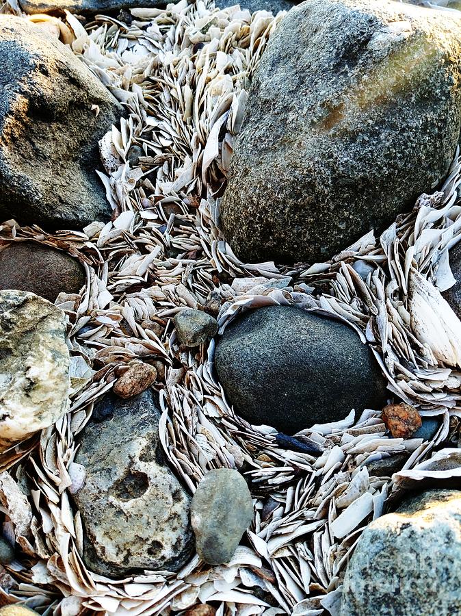 Shell Flow Photograph by Eric Laprade - Pixels