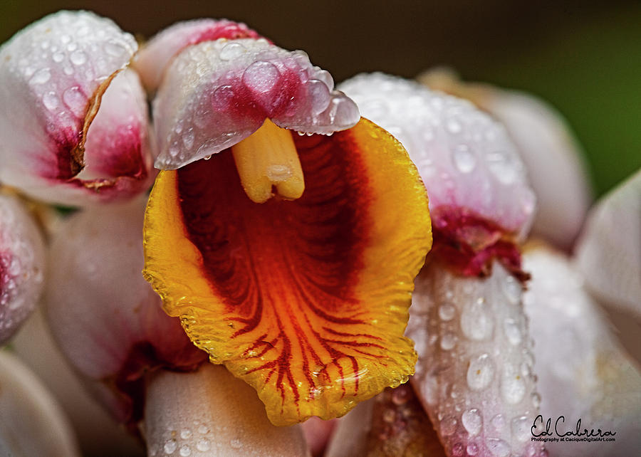 Shell Ginger Photograph by Edelberto Cabrera | Fine Art America