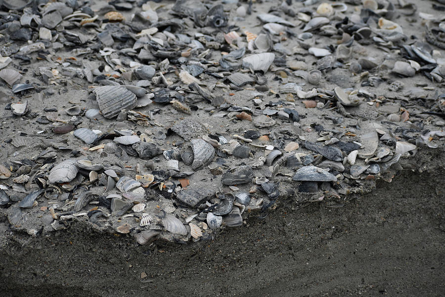 Shell Ledge Photograph by Marissa Mullins - Fine Art America