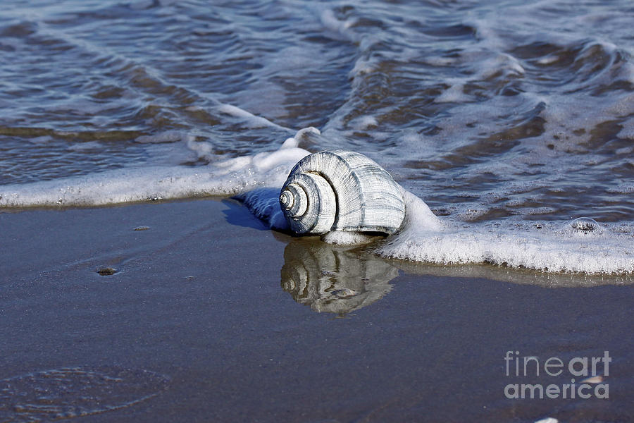 Shell Reflection Photograph by Denise Pohl - Pixels