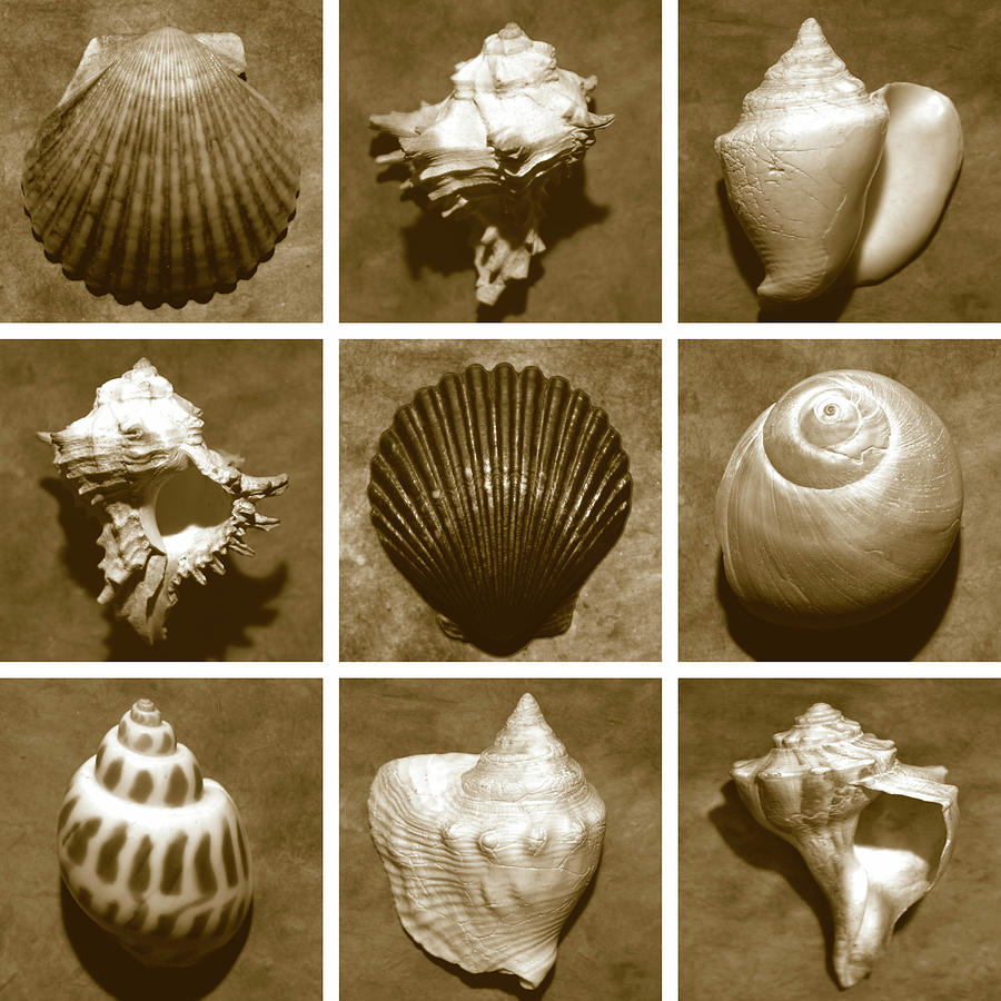 Shell Sampler Photograph by Renée W. Stramel - Fine Art America