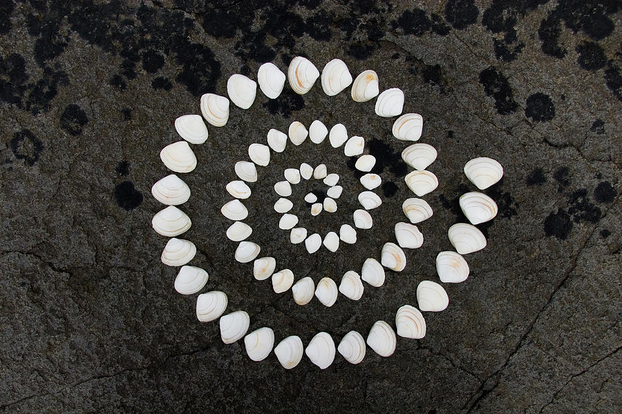 Shell Spiral On Rock Photograph by Rick Harrison - Fine Art America