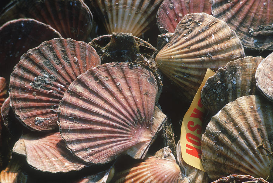 Shellfish Catch by Epics