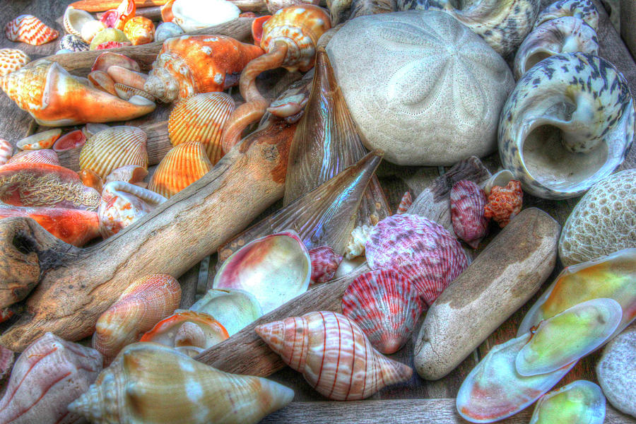 Shells I Photograph by Robert Goldwitz - Fine Art America