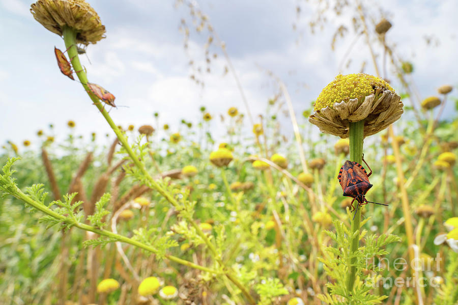 Shield Bugs Photograph by Ozgur Kerem Bulur/science Photo Library ...