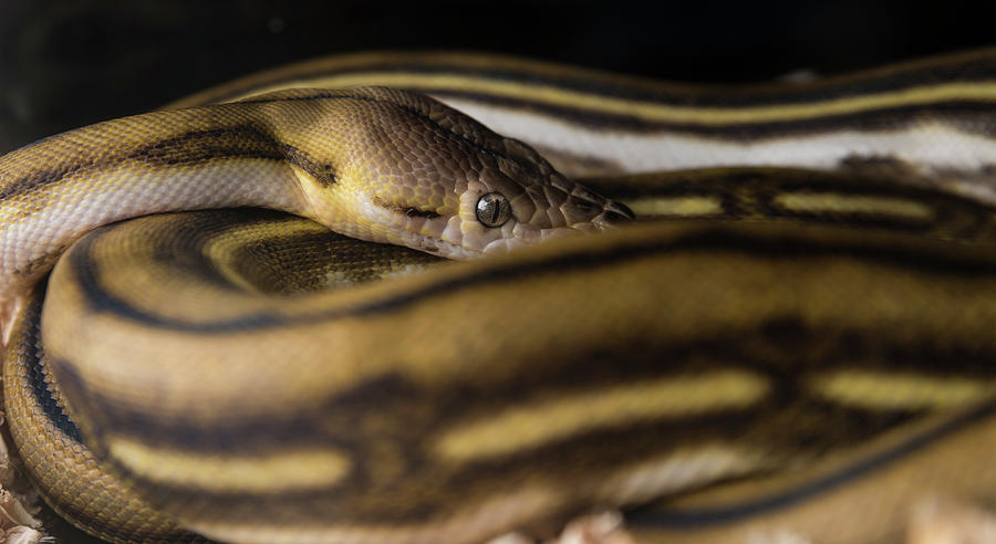 Shy Ball Python Photograph by Danny Pugh - Fine Art America