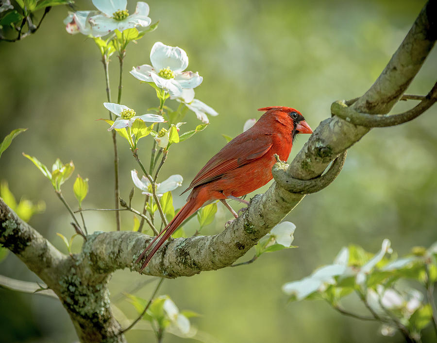 Sights and Sounds of Spring Photograph by Sandra Burm - Pixels