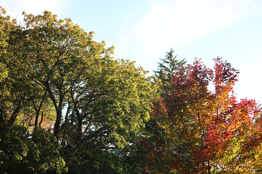 Signs Of Fall Photograph by Freddy Alsante - Fine Art America
