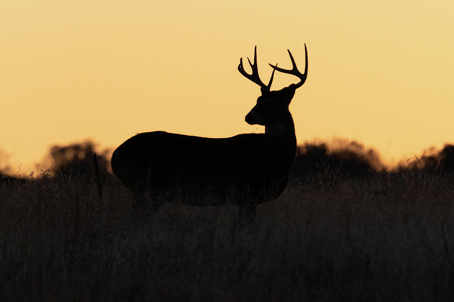 Silhouetted White-tail Deer Buck Photograph by Tony Hake - Fine Art America